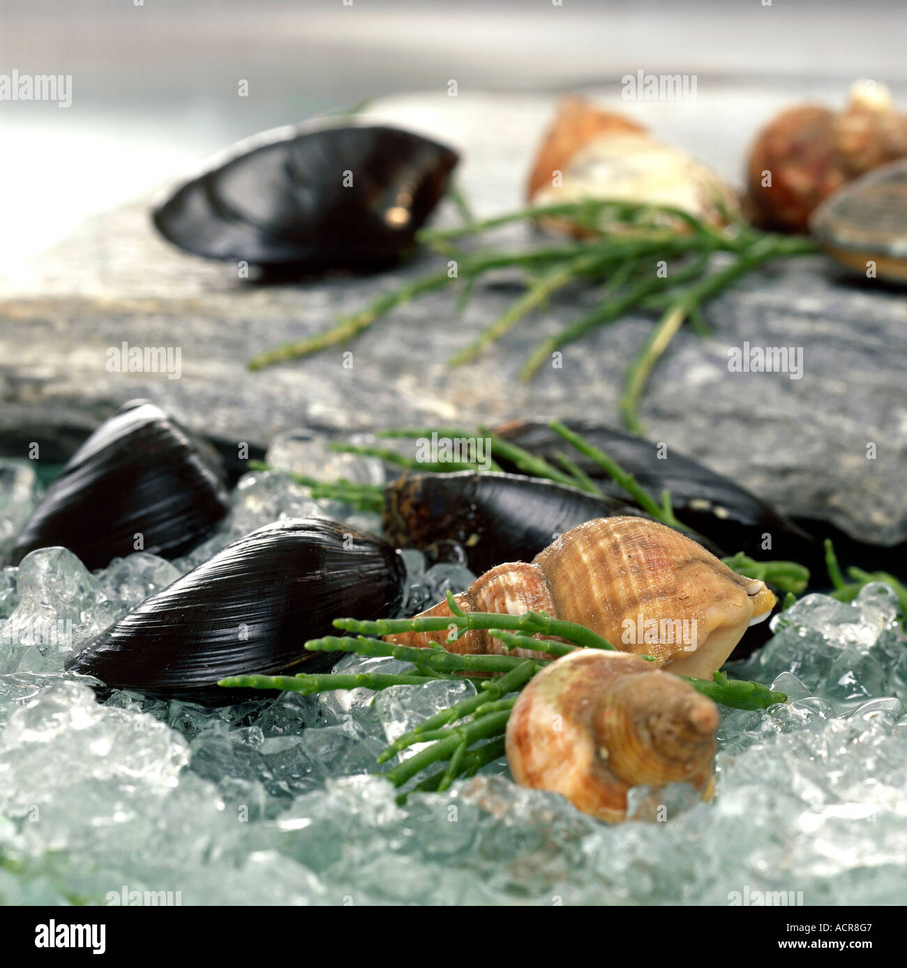 Crushed mussel shells hi-res stock photography and images - Alamy