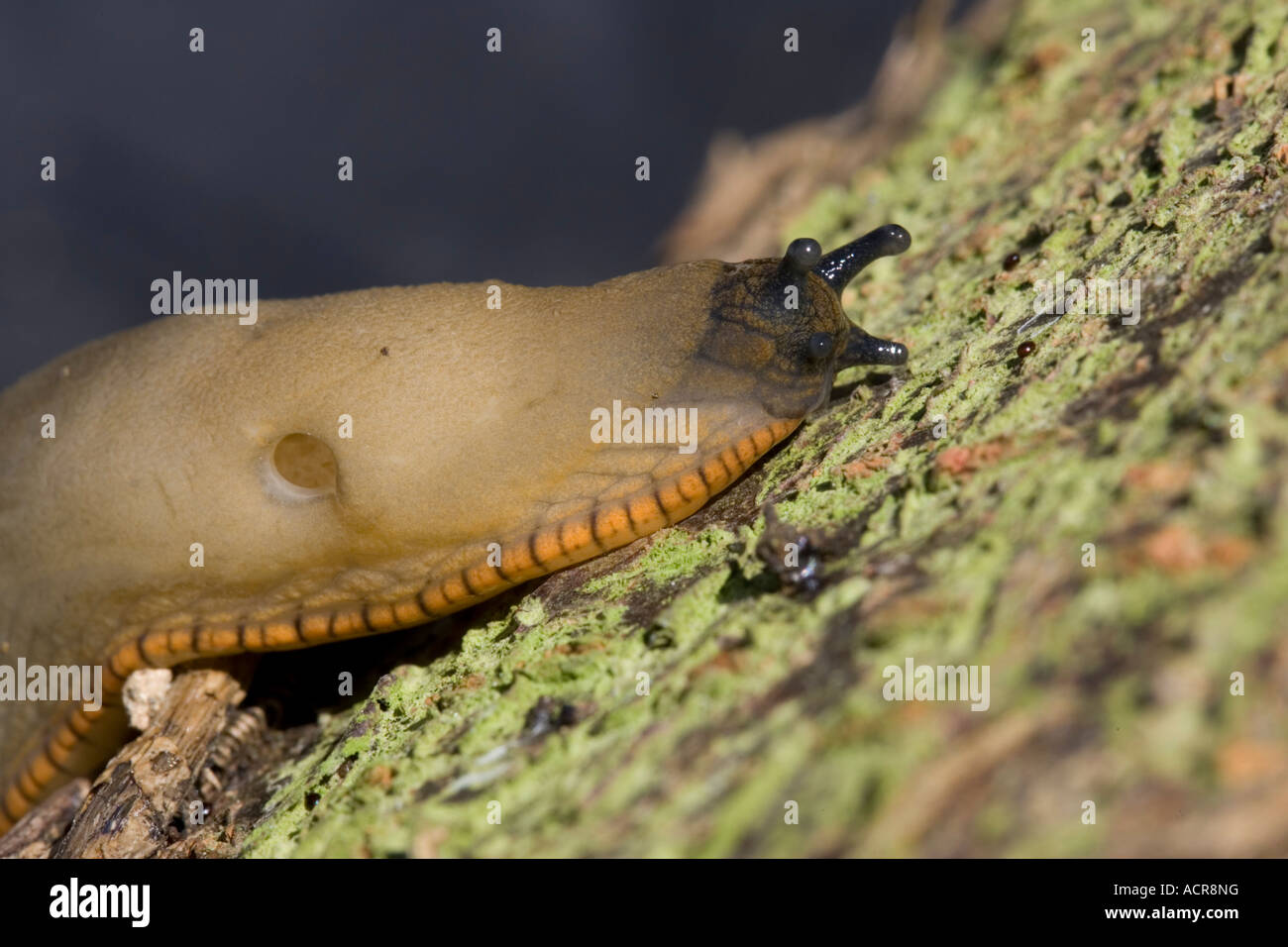 Large orange slug hi-res stock photography and images - Alamy