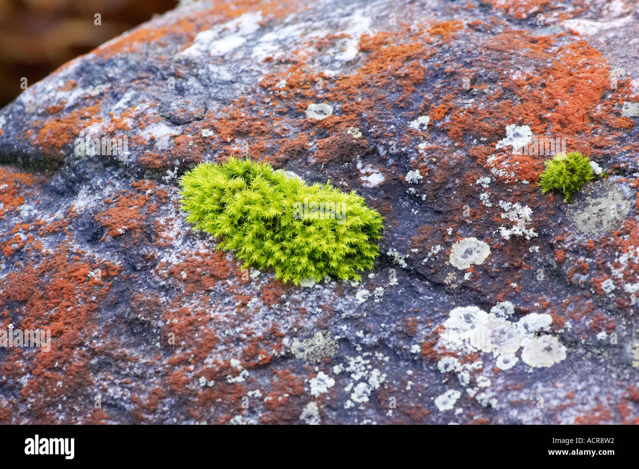 Moss on Rock West Coast South Island New Zealand Stock Photo - Alamy