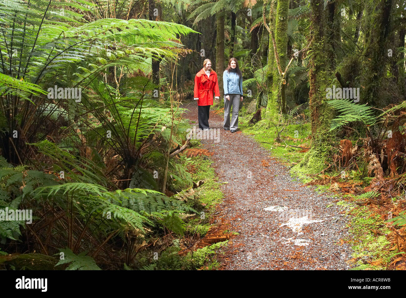 Forest Walk near Wilderness Lodge Lake Moeraki West Coast South Island ...