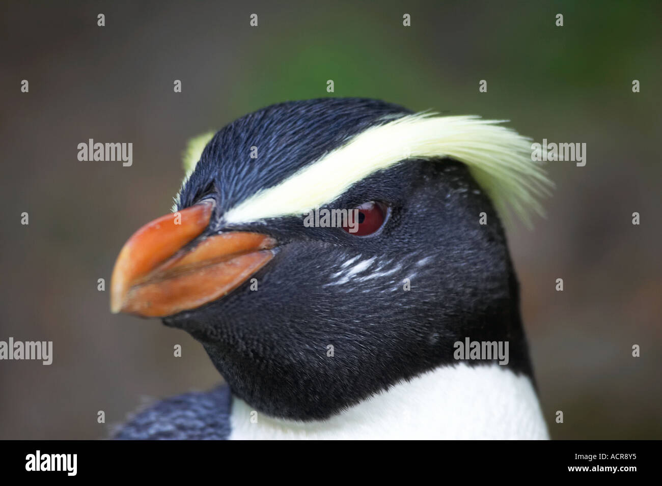 Eudyptes pachyrhynchus hi-res stock photography and images - Alamy