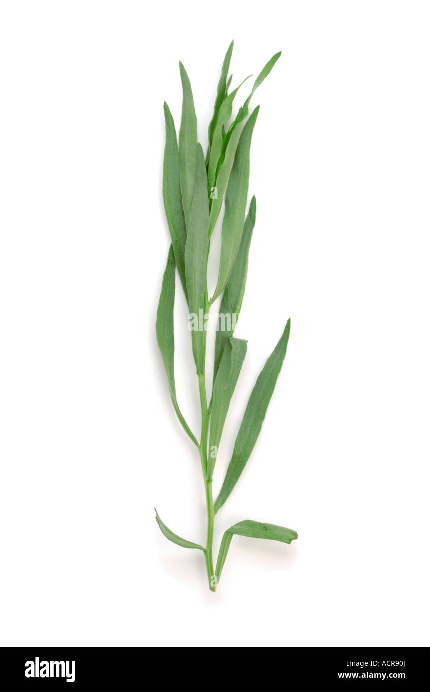 Sprig of fresh Tarragon Stock Photo - Alamy