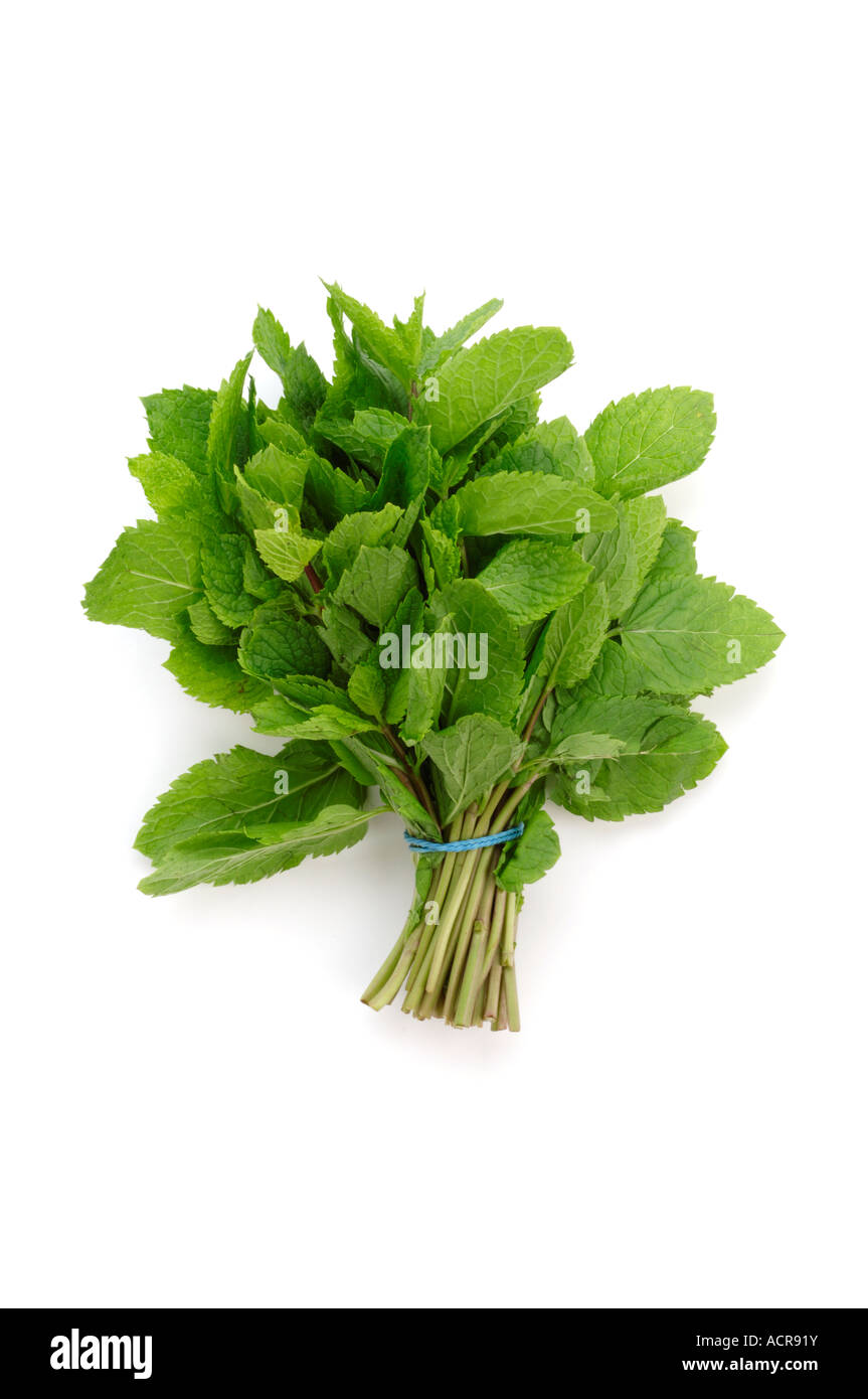 Bunch of fresh Mint Stock Photo - Alamy