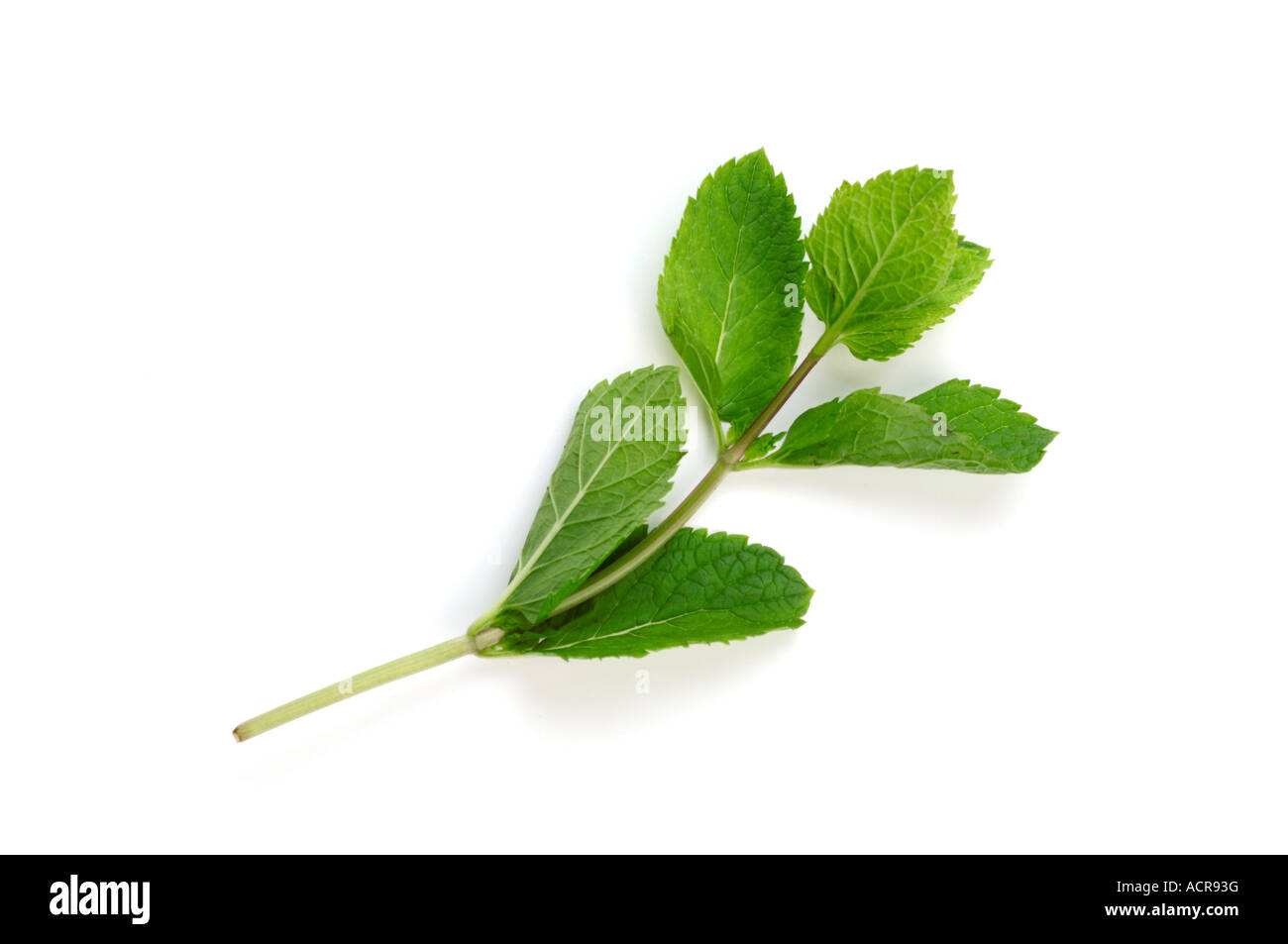 Sprig of fresh Mint Stock Photo - Alamy