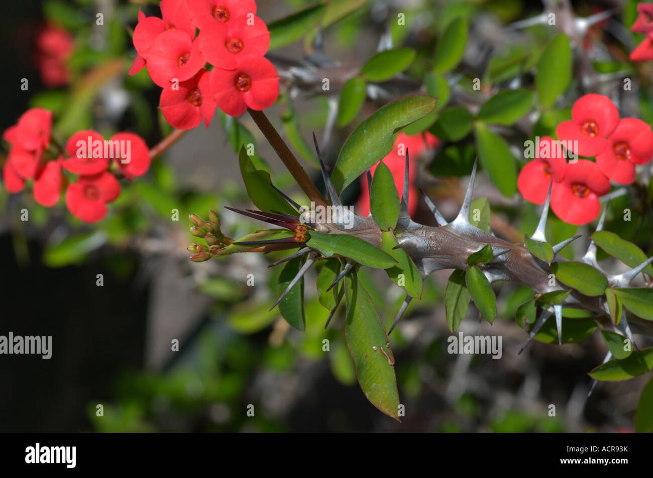 Detail of a tropical bush from Madagascar Stock Photo - Alamy