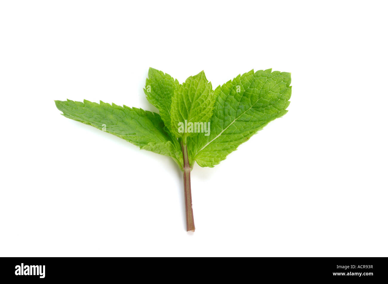 Spear mint plant Cut Out Stock Images & Pictures - Alamy