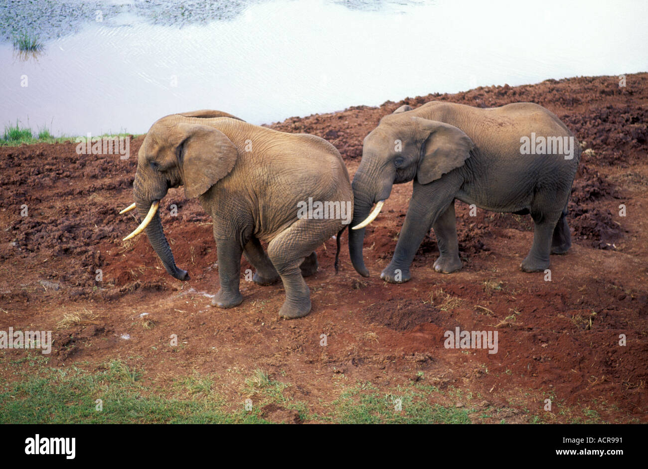 Two elephants pushing hi-res stock photography and images - Alamy