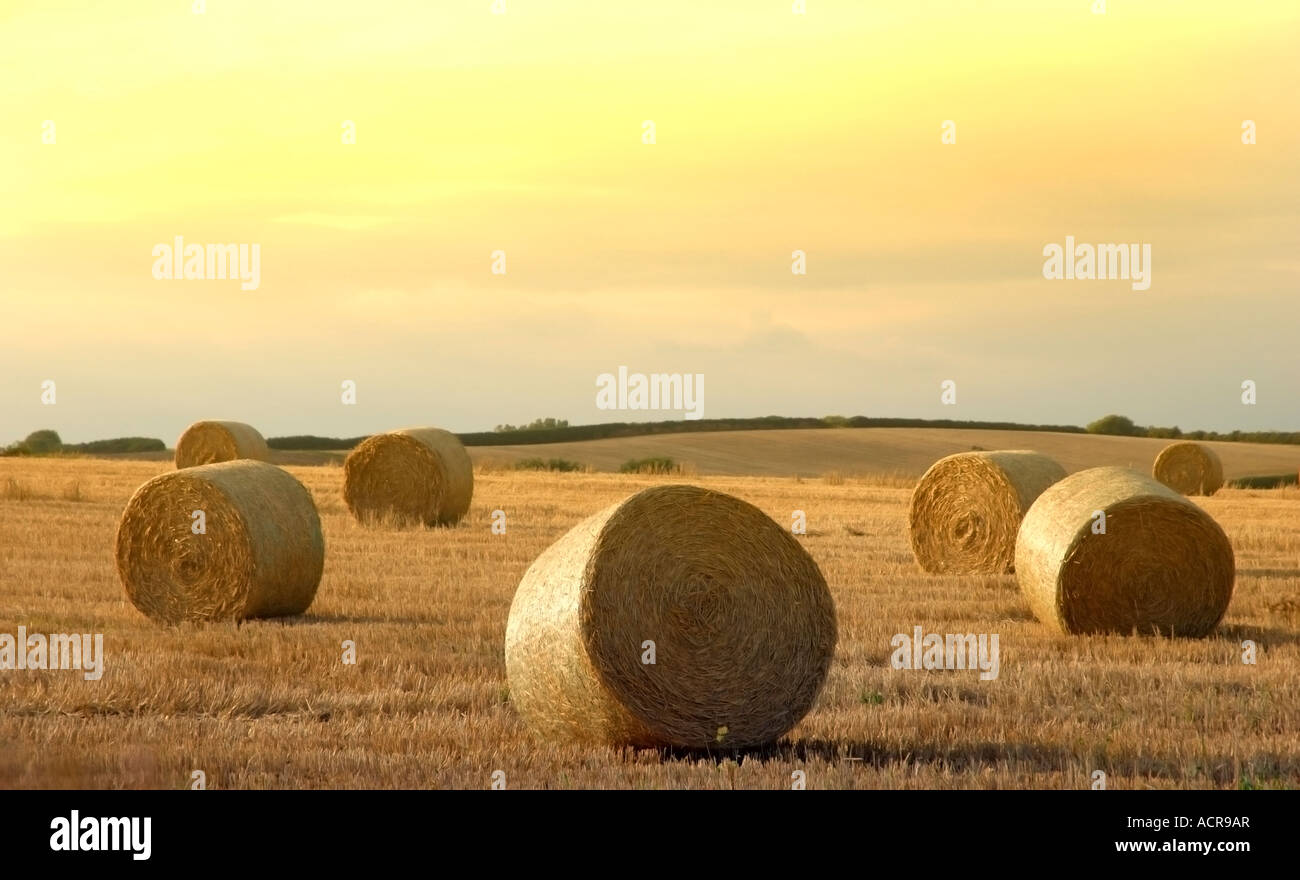 Bales in a field Stock Photo - Alamy