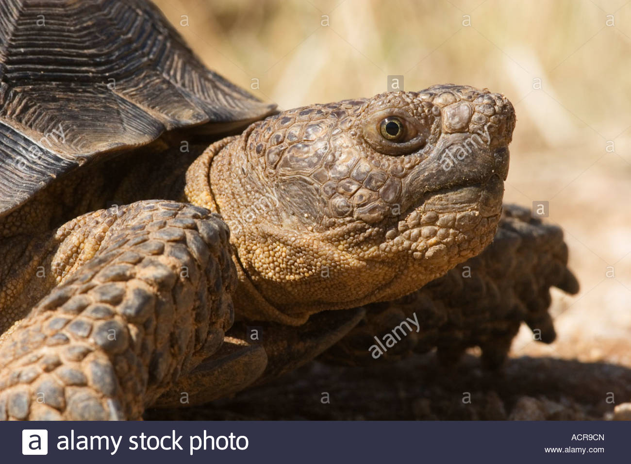Arizona Desert Tortoise Gopherus Agassizii High Resolution Stock ...