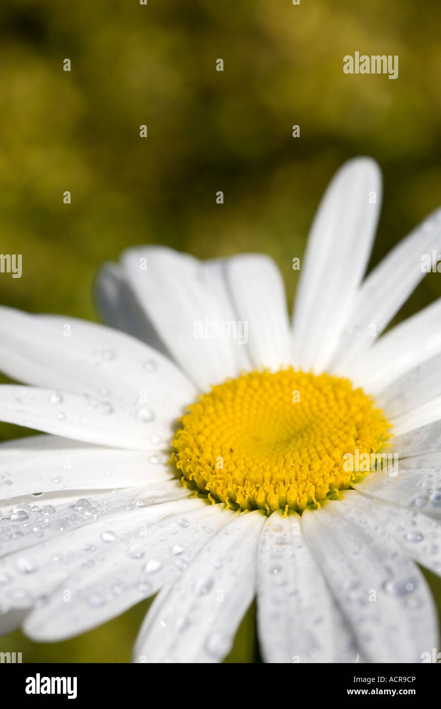 Ox eye Daisy,leucanthemum vulgare Stock Photo - Alamy