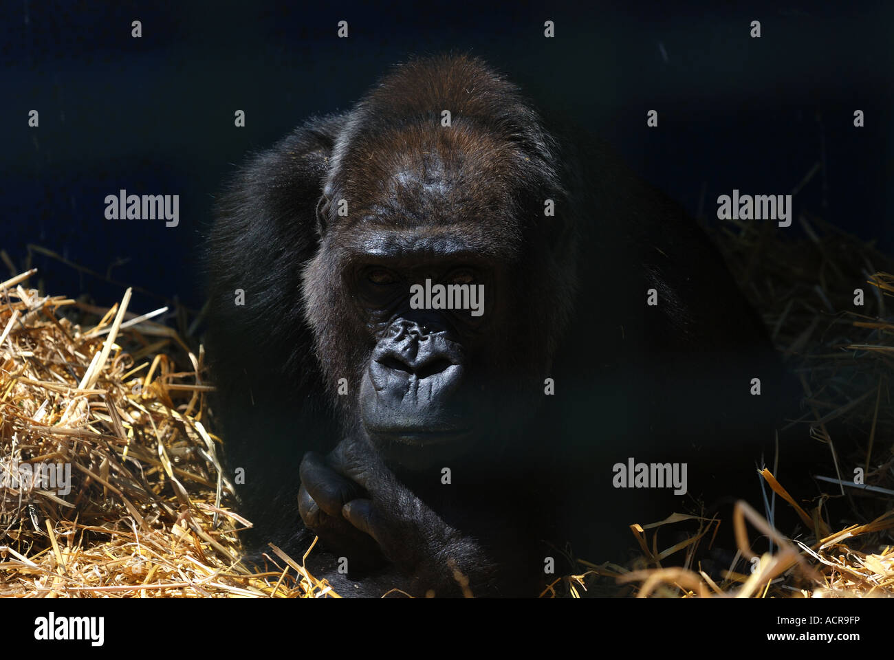 Western Lowland Gorilla Howletts Animal Park Kent Stock Photo - Alamy
