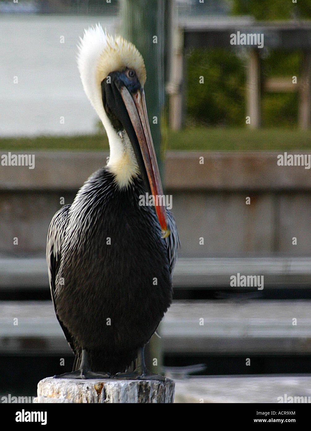 Stoic bird hi-res stock photography and images - Alamy