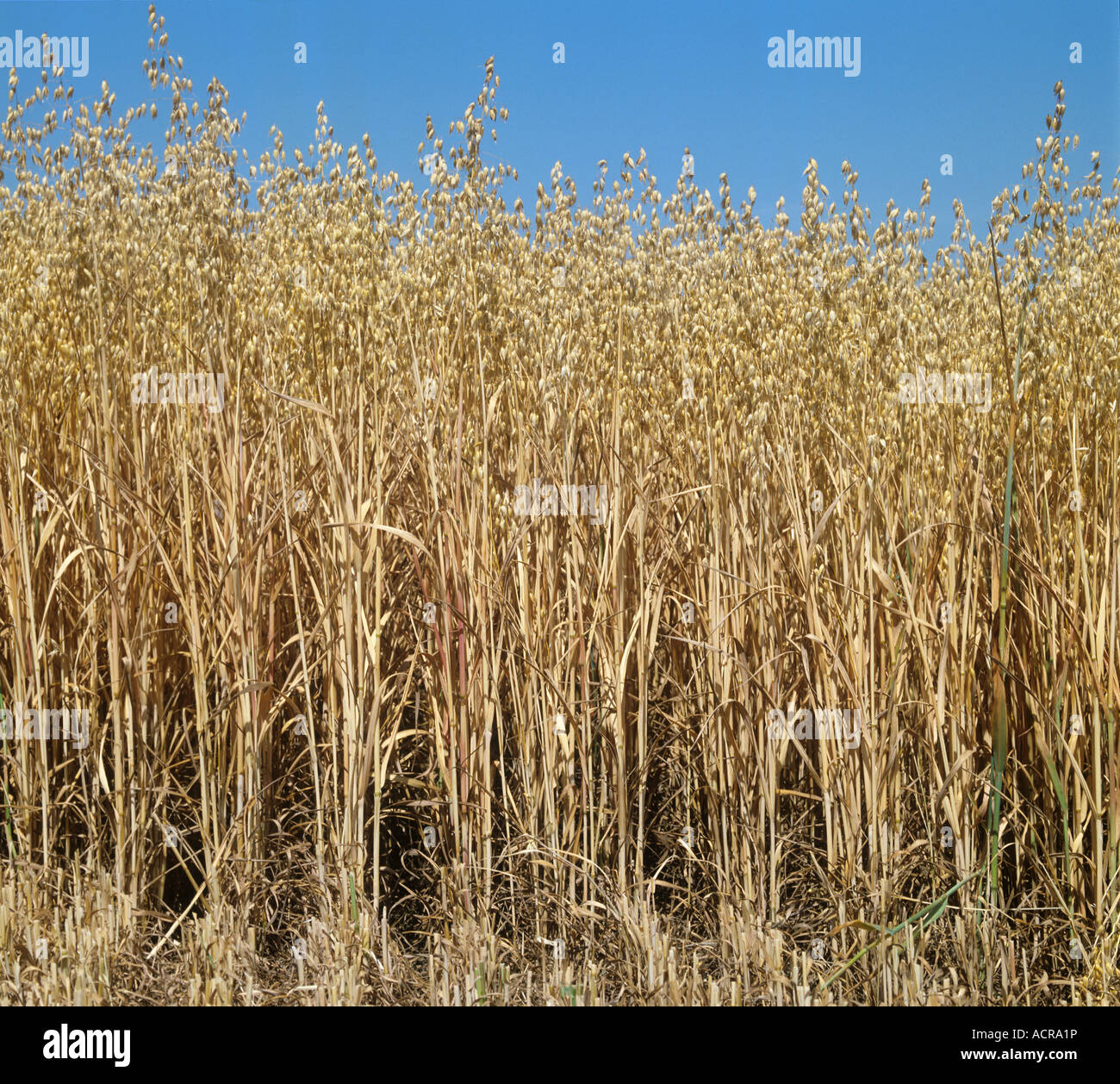 Oats Crops