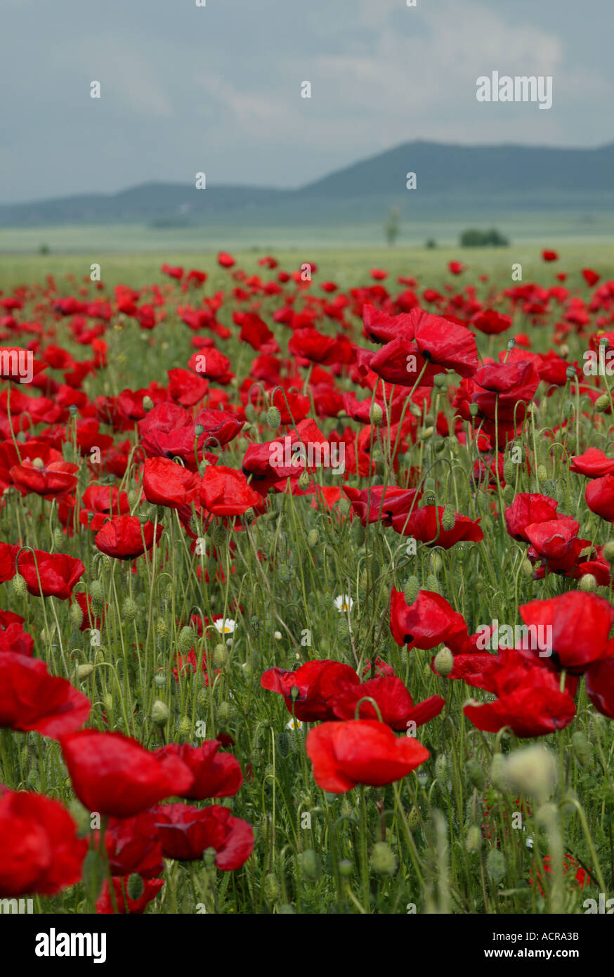 Bulgarian poppy hi-res stock photography and images - Alamy