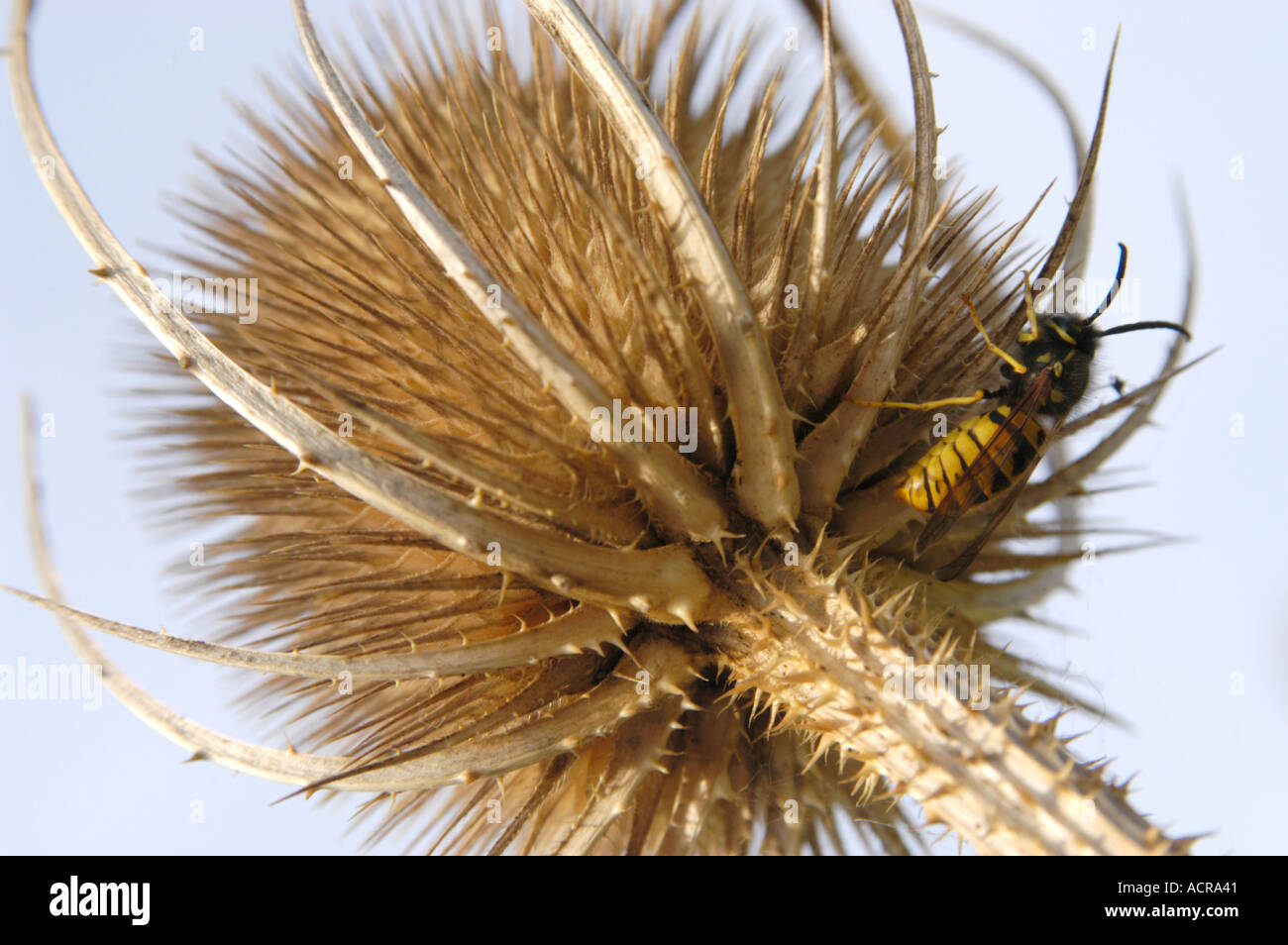 flower head going to seed with wasp Stock Photo - Alamy