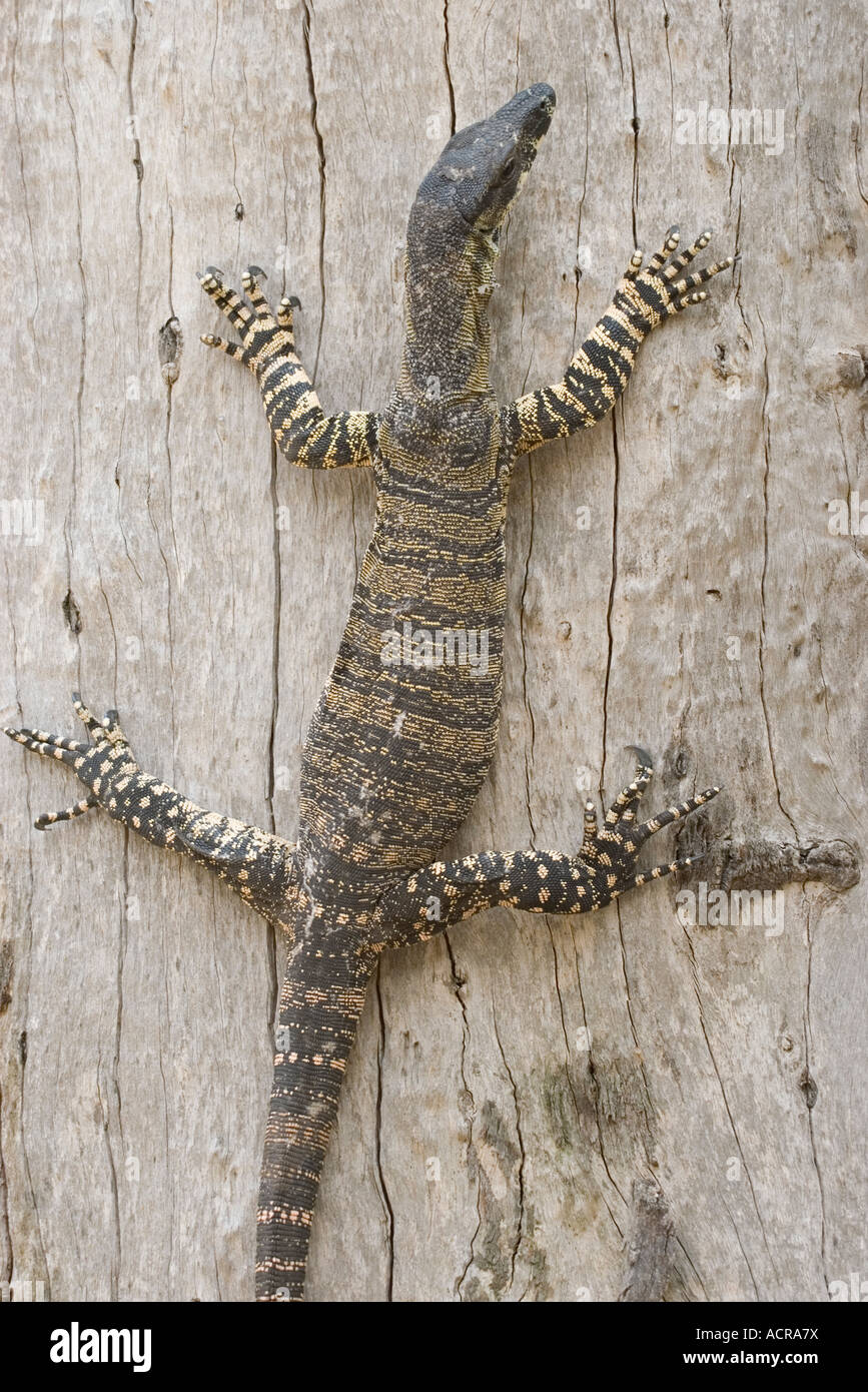 a lace monitor goanna stops halfway up a tree Stock Photo - Alamy