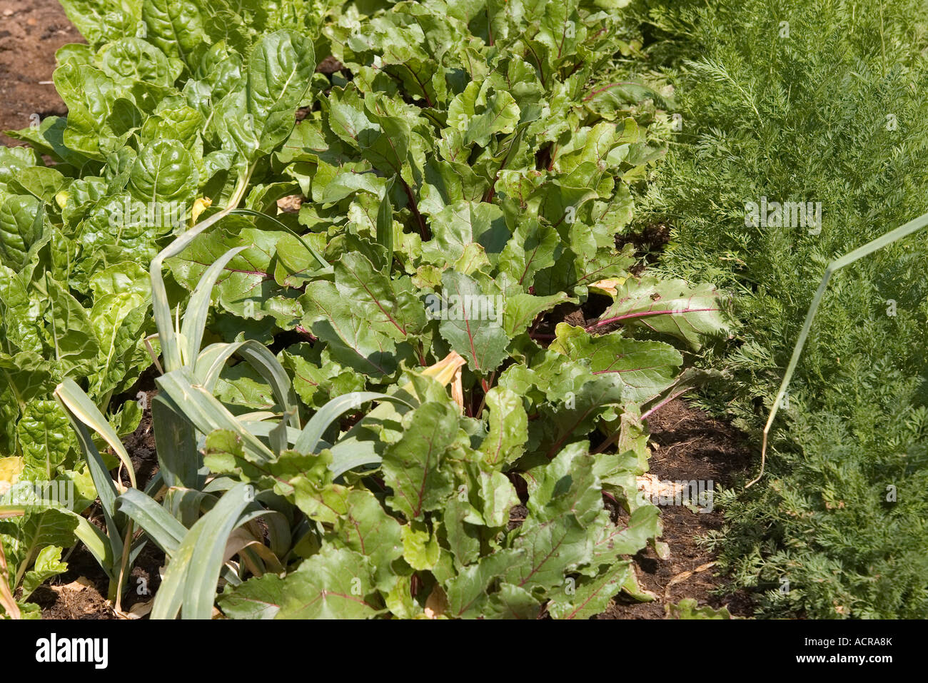 Vegie patch hi-res stock photography and images - Alamy