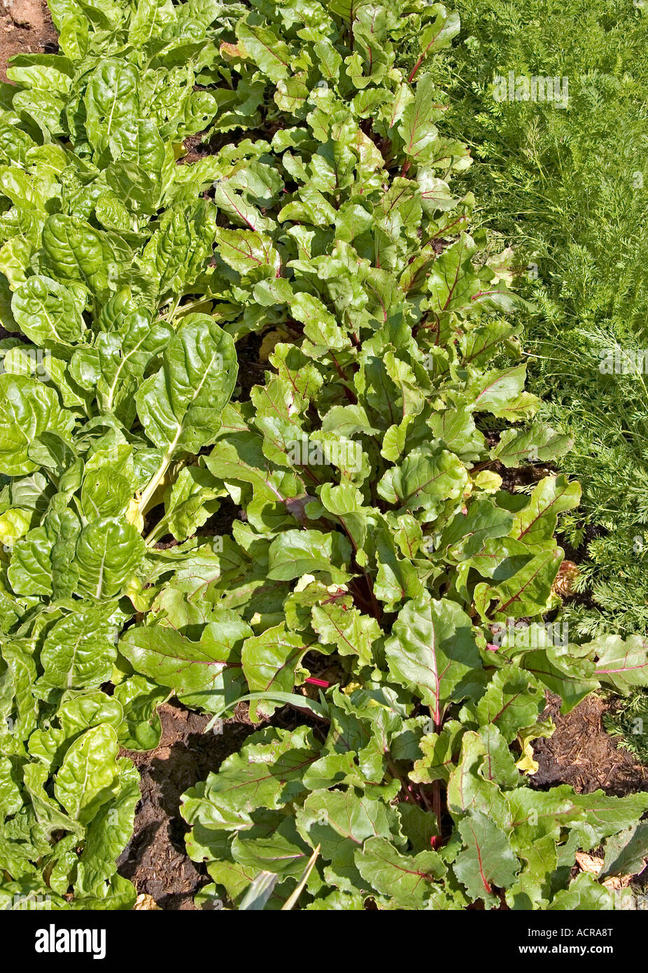Vegie patch hi-res stock photography and images - Alamy