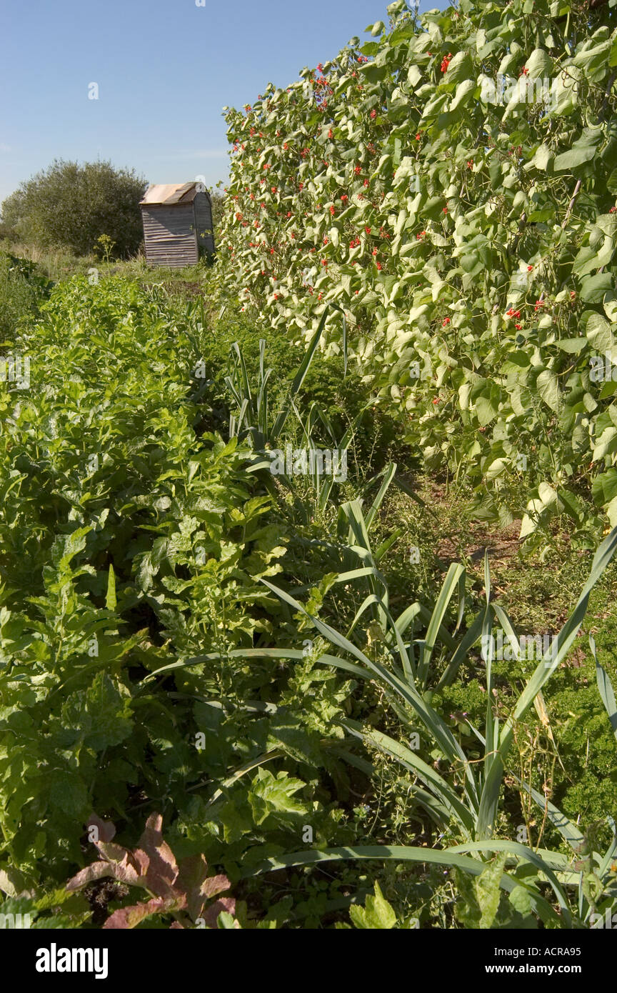 crops growing on the allotment Stock Photo - Alamy