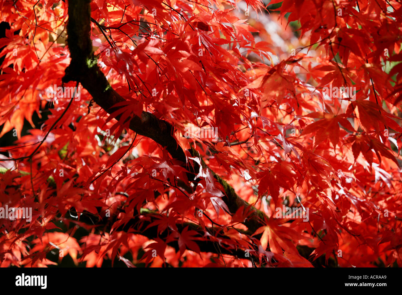 A Japanese Maple tree at Westonbirt Arboretum Gloucestershire UK Stock ...