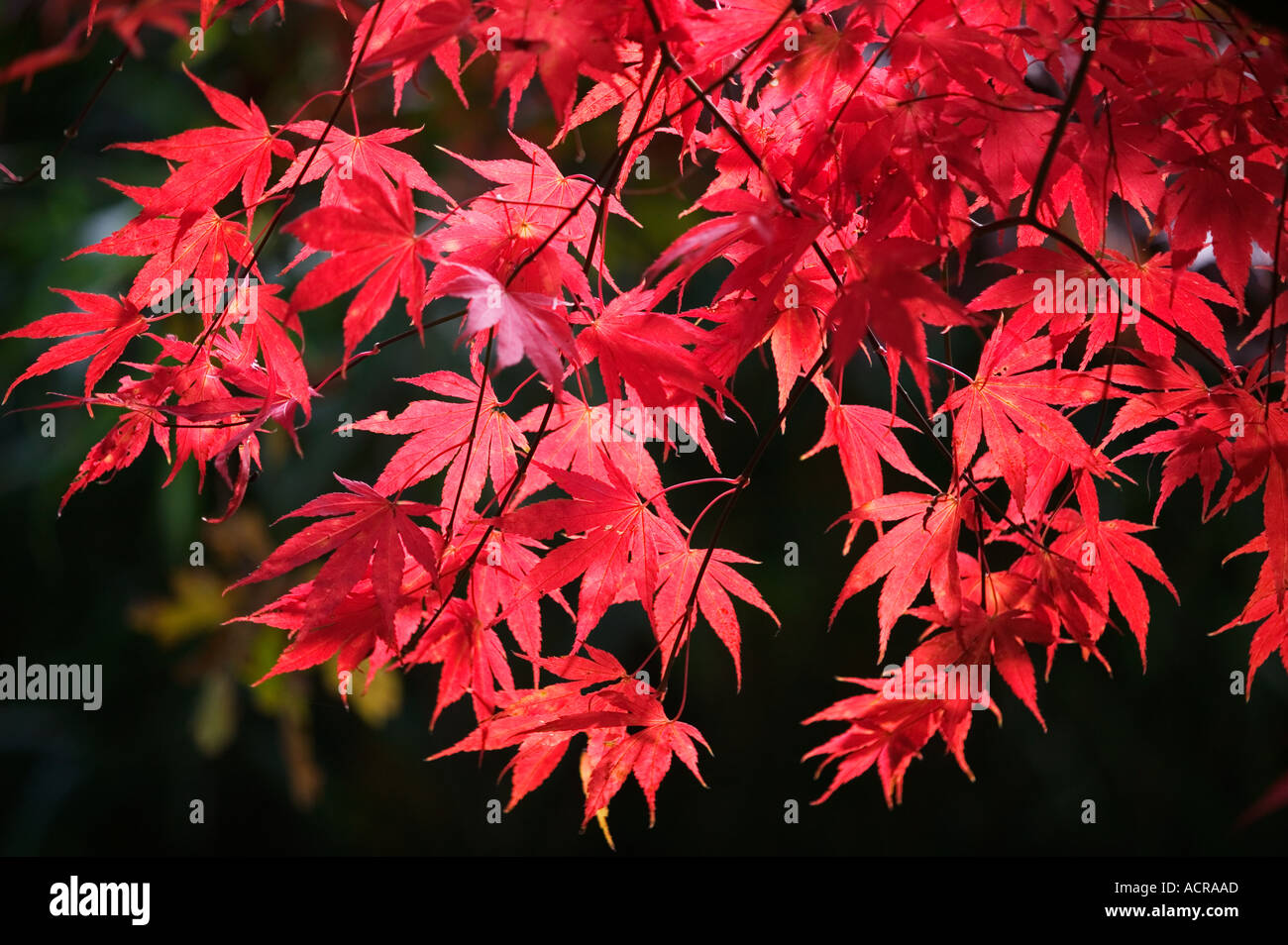 A Japanese Red Maple tree Acer Palmatum at Westonbirt Arboretum ...