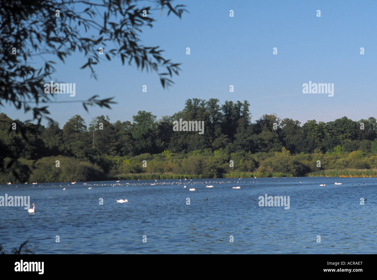 Old Alresfold Pond Alresford Hampshire England Stock Photo - Alamy