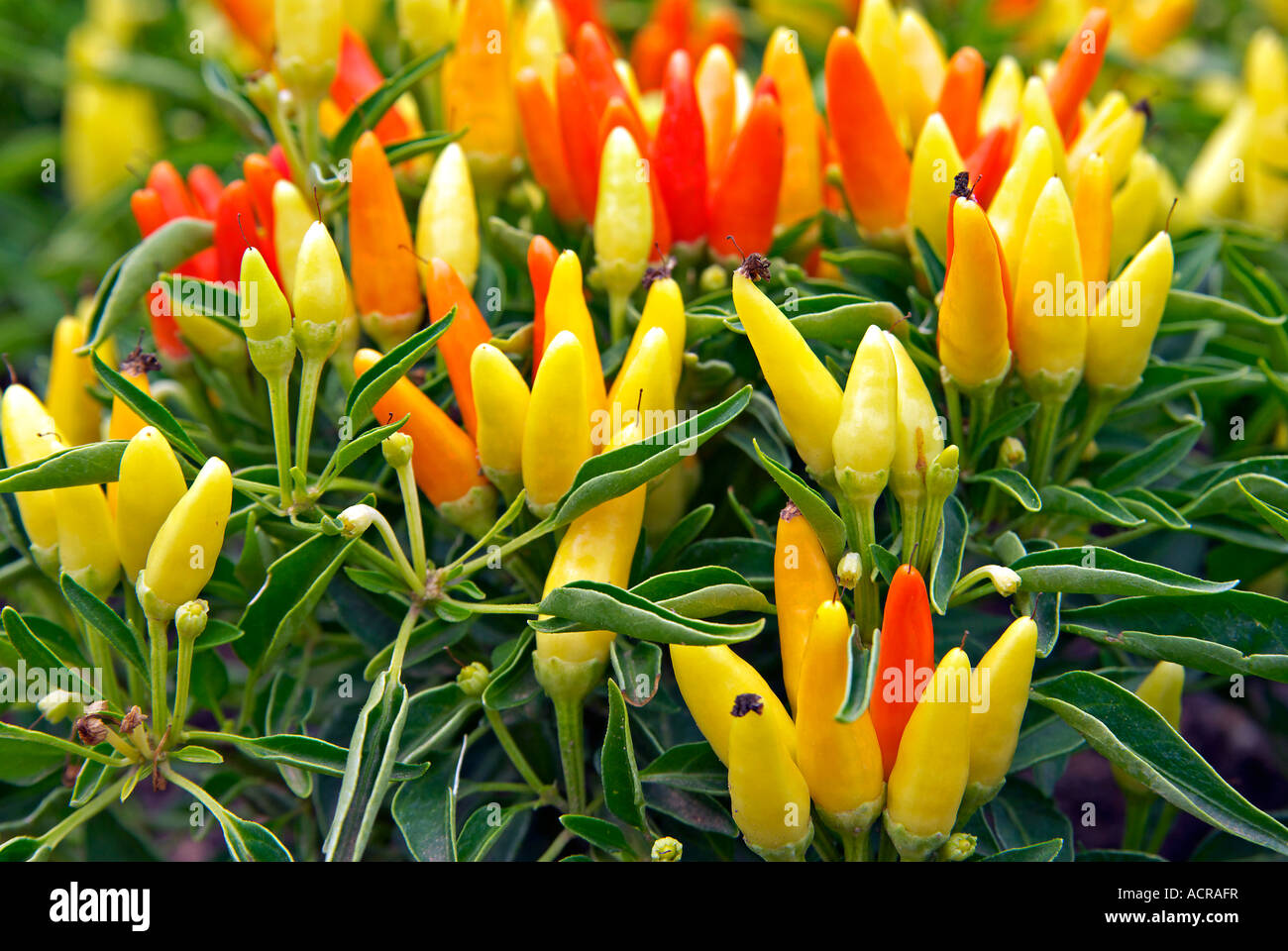 Bush pepper hi-res stock photography and images - Alamy