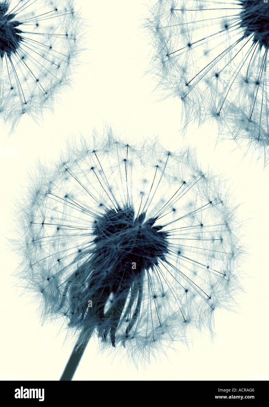 Pusteblumen hi-res stock photography and images - Alamy