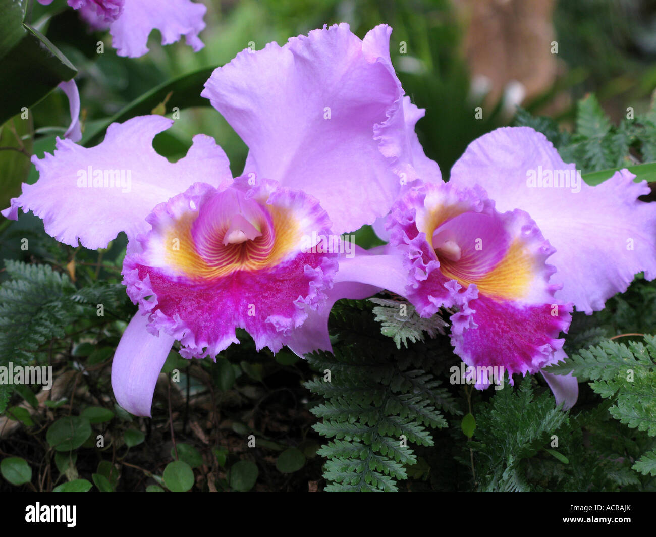 Purple Cattleya orchid flower Stock Photo - Alamy