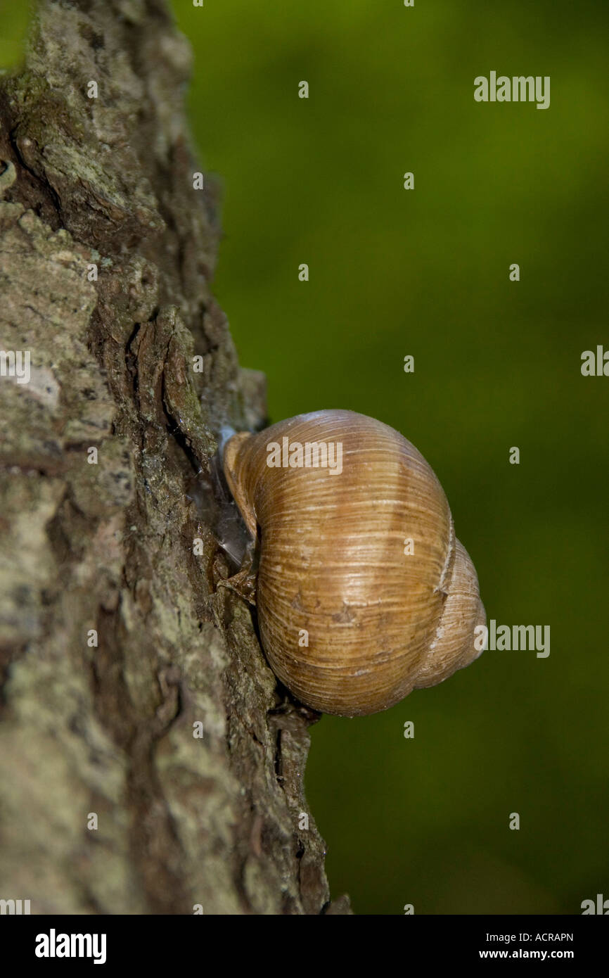 Aestivation hi-res stock photography and images - Alamy