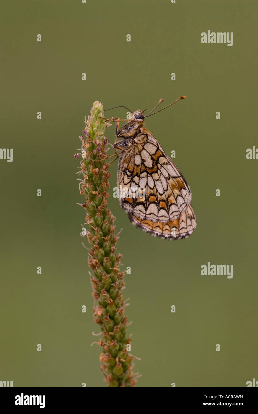 Heath Fritillary photographed in Hungary Stock Photo - Alamy