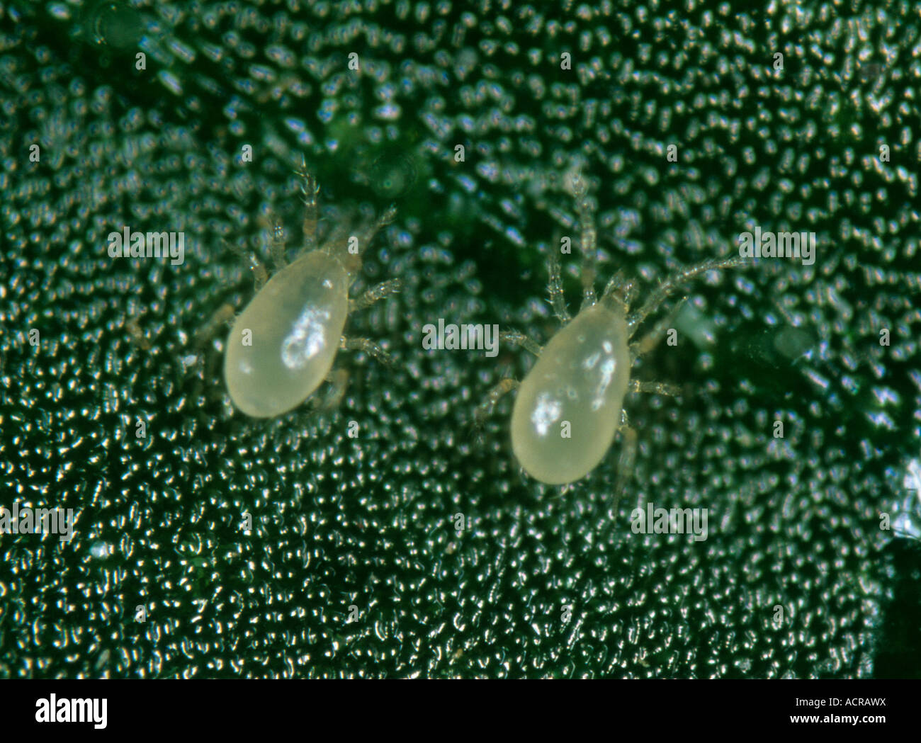 Predatory mite Amblysieus montdorensis on a leaf surface Stock Photo ...