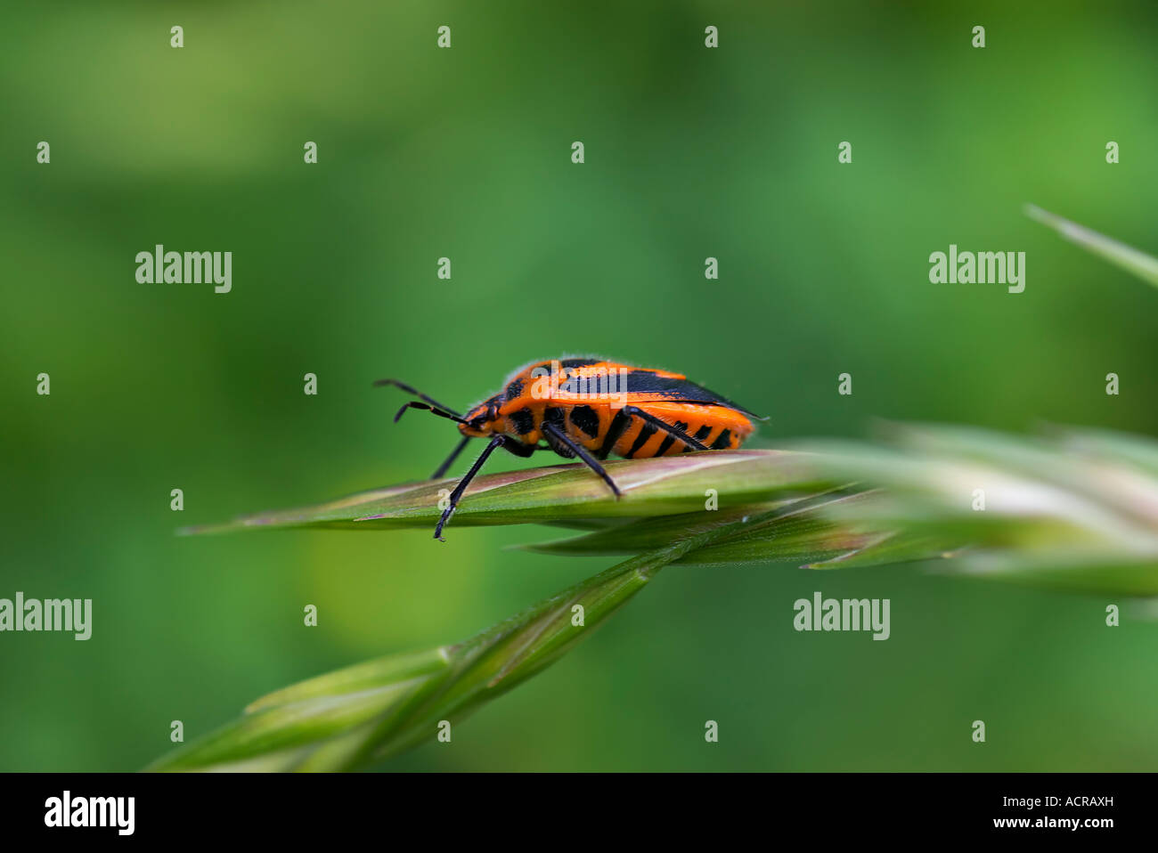 a single shield beetle walks out to the end of a piece of grass Stock ...