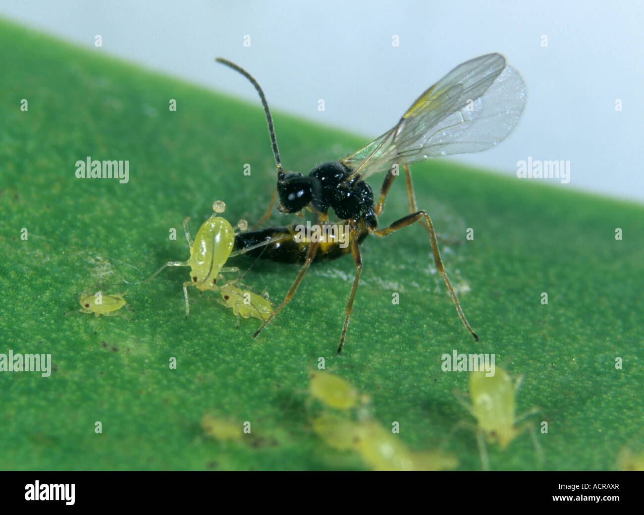 Parasitoid wasp Aphidius ervi laying eggs in a mottled arum aphid Stock ...