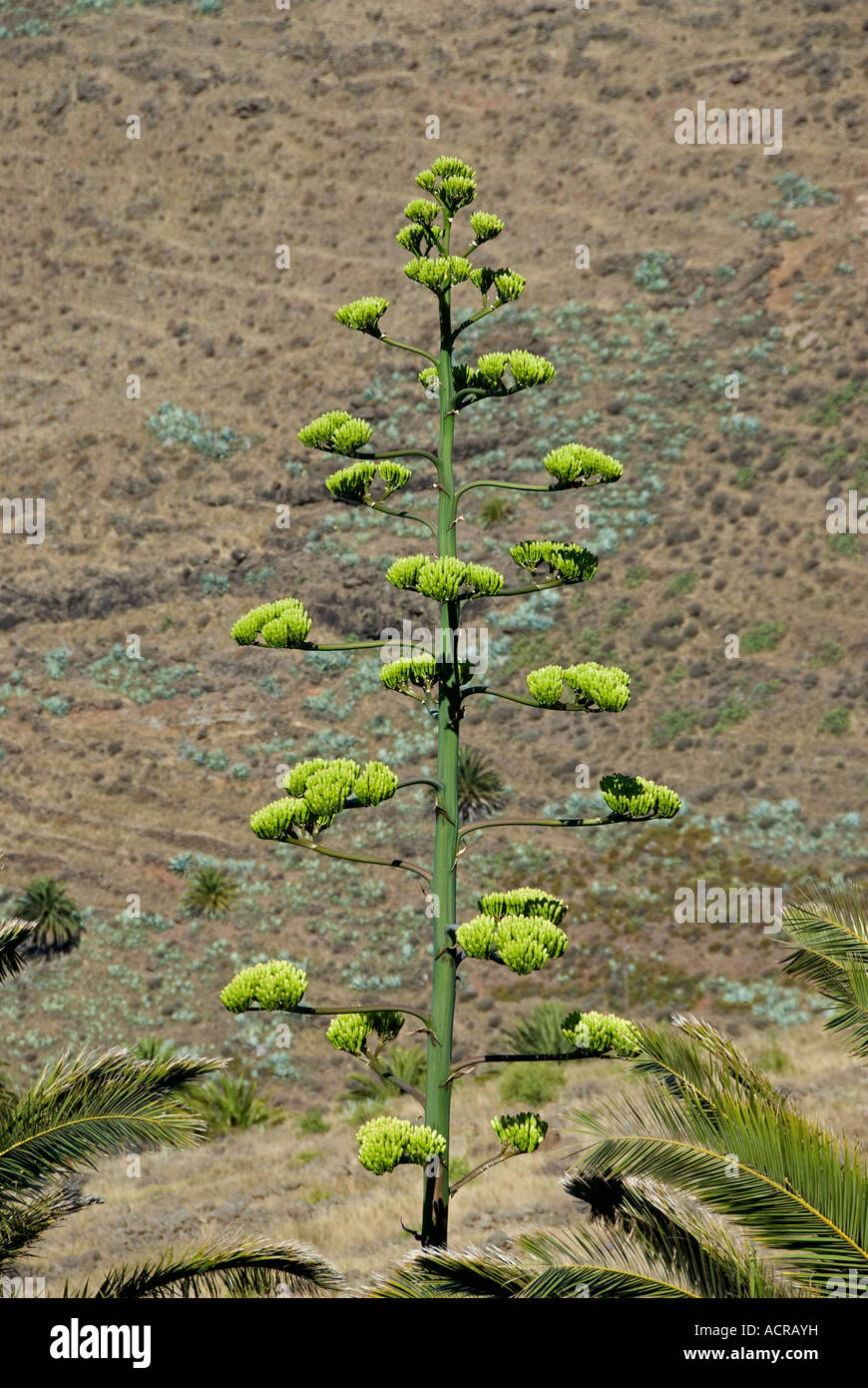 Century Plant (Agave americana Stock Photo - Alamy