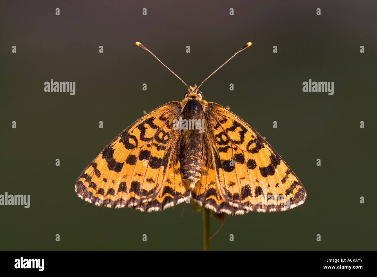 spotted fritillary dalmatina race Stock Photo - Alamy