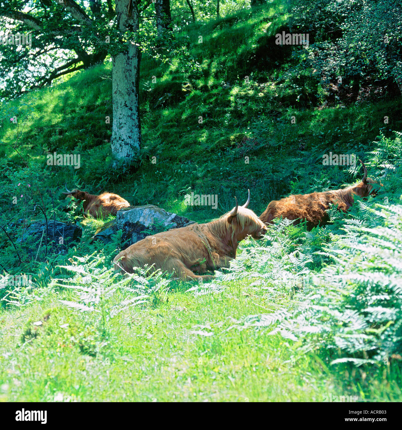 Highland cattle ruminating Stock Photo - Alamy