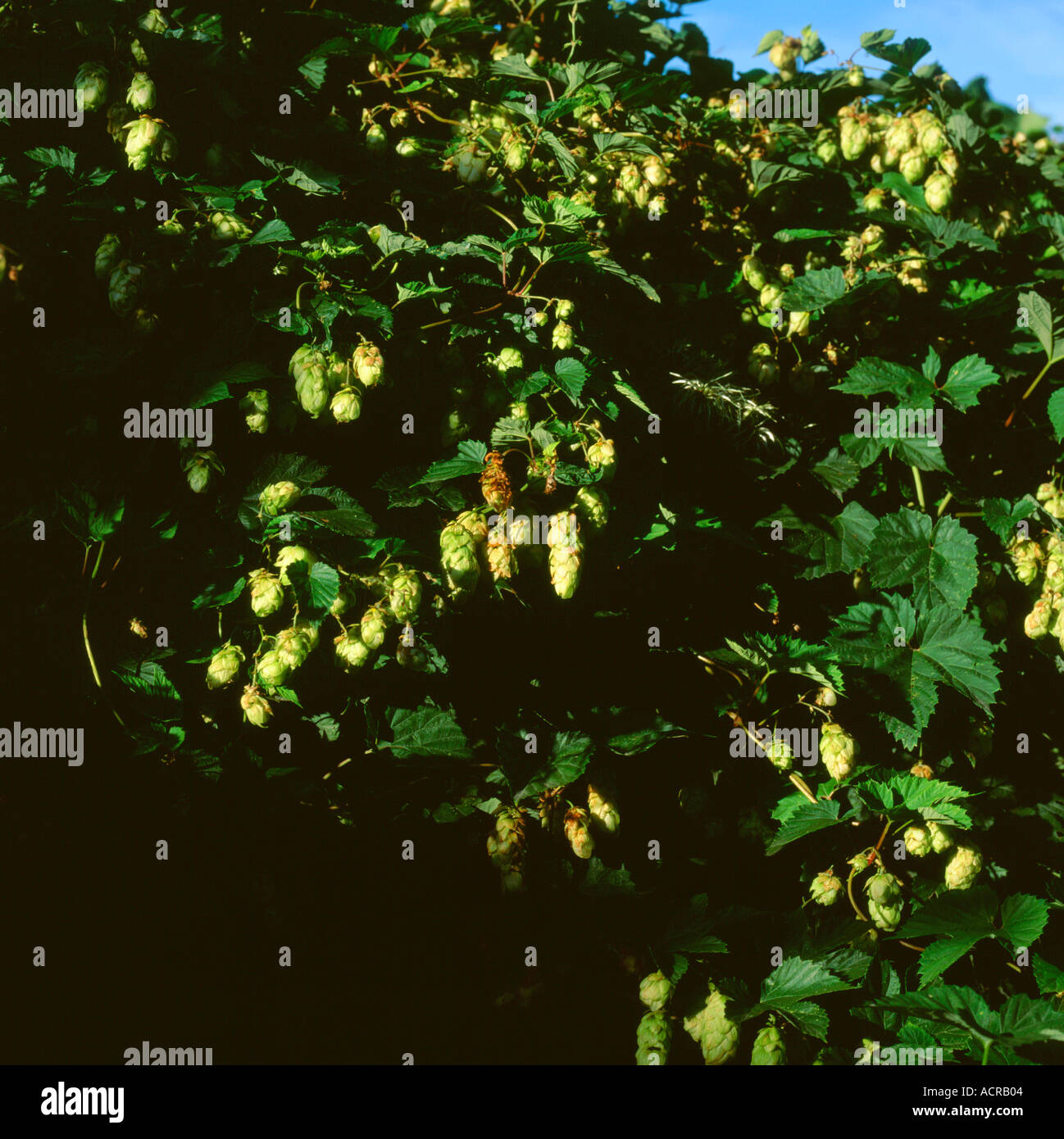 Hedgerow hops hi-res stock photography and images - Alamy