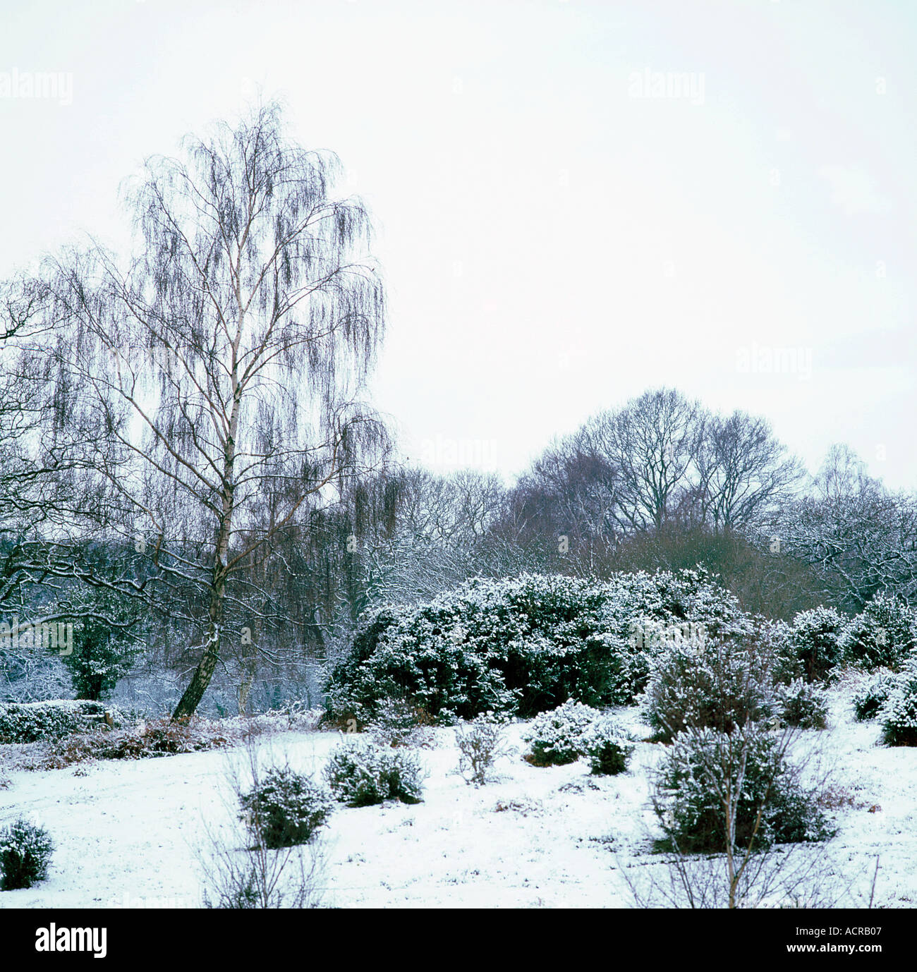 snow on the new forest Stock Photo - Alamy