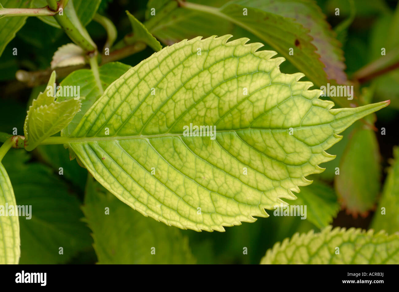 Interveinal leaf chlorosis caused by lime induced Iron Fe deficiency in ...