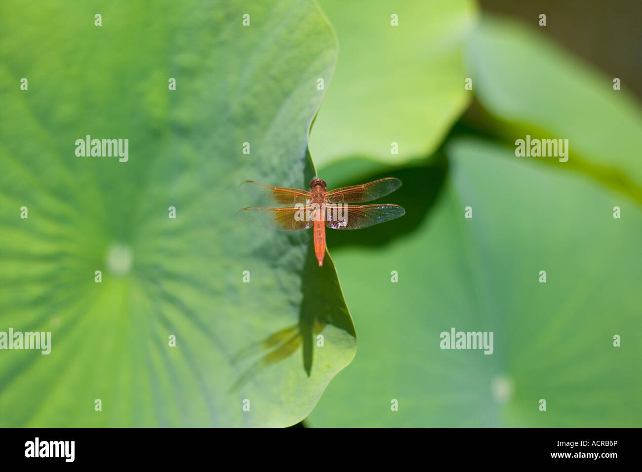 Dragonfly symmetry hi-res stock photography and images - Alamy