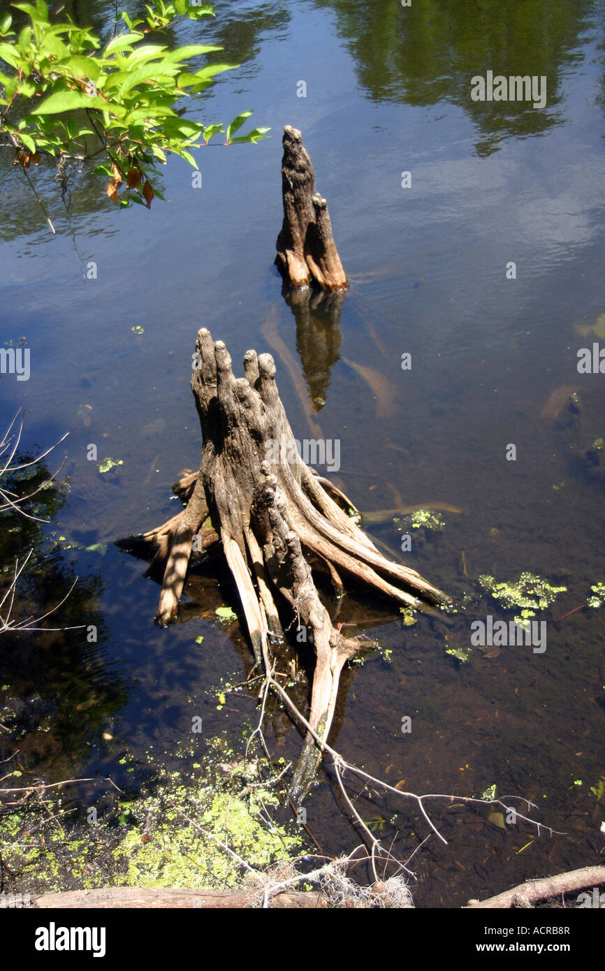 Cypress tree stump hi-res stock photography and images - Alamy