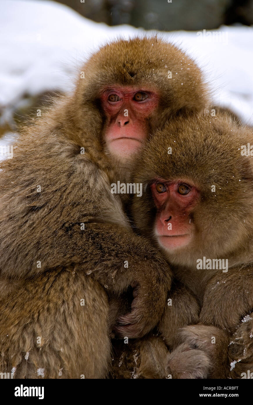 Japanese Macaque (Macaca fuscata) Snow Monkey. Pair huddling together ...