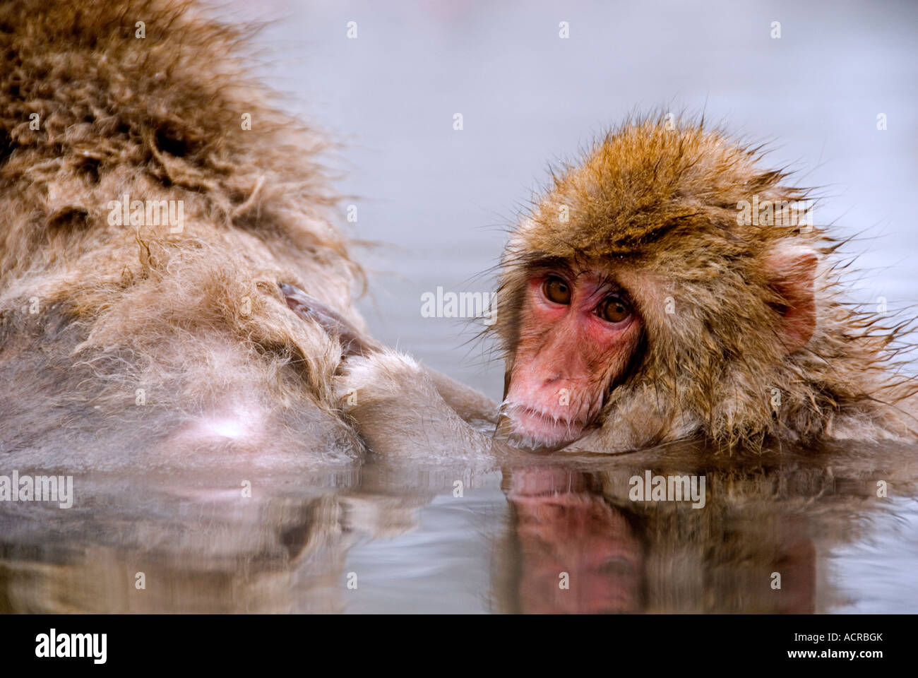 Japanese Macaque (Macaca fuscata) Snow Monkey Stock Photo - Alamy