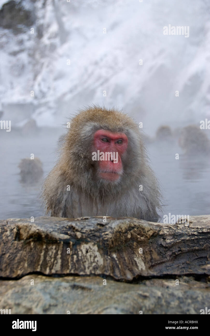 Japanese Macaque (Macaca fuscata) Snow Monkey. December Stock Photo - Alamy