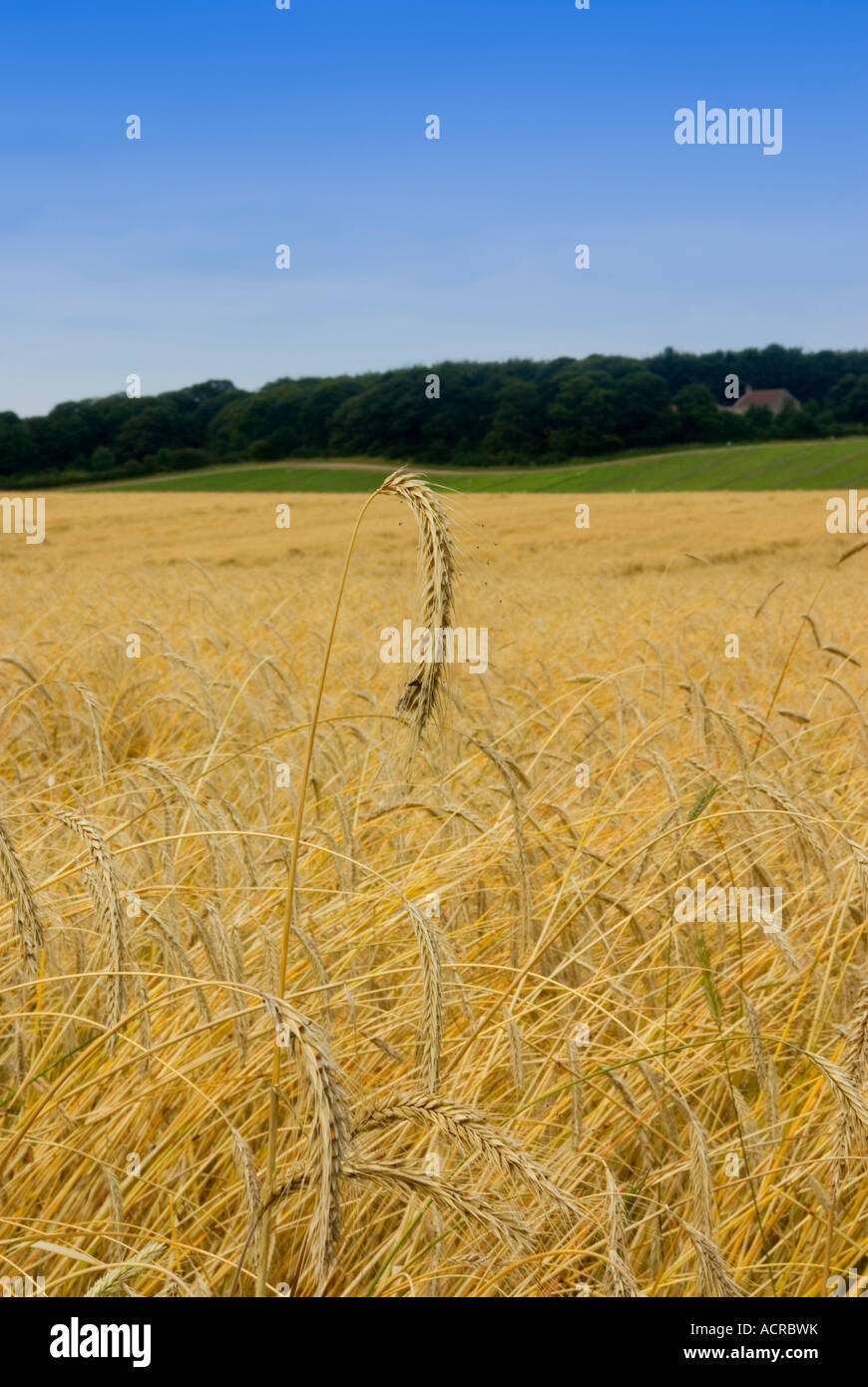 field of golden rye with blue sky Stock Photo - Alamy
