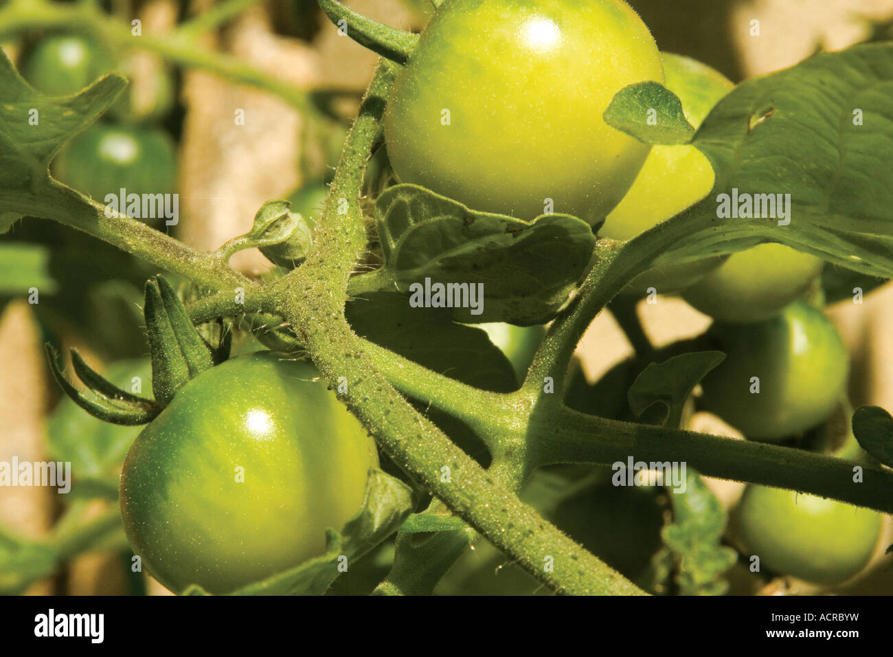 Green English tomato's on vine, detail Stock Photo - Alamy