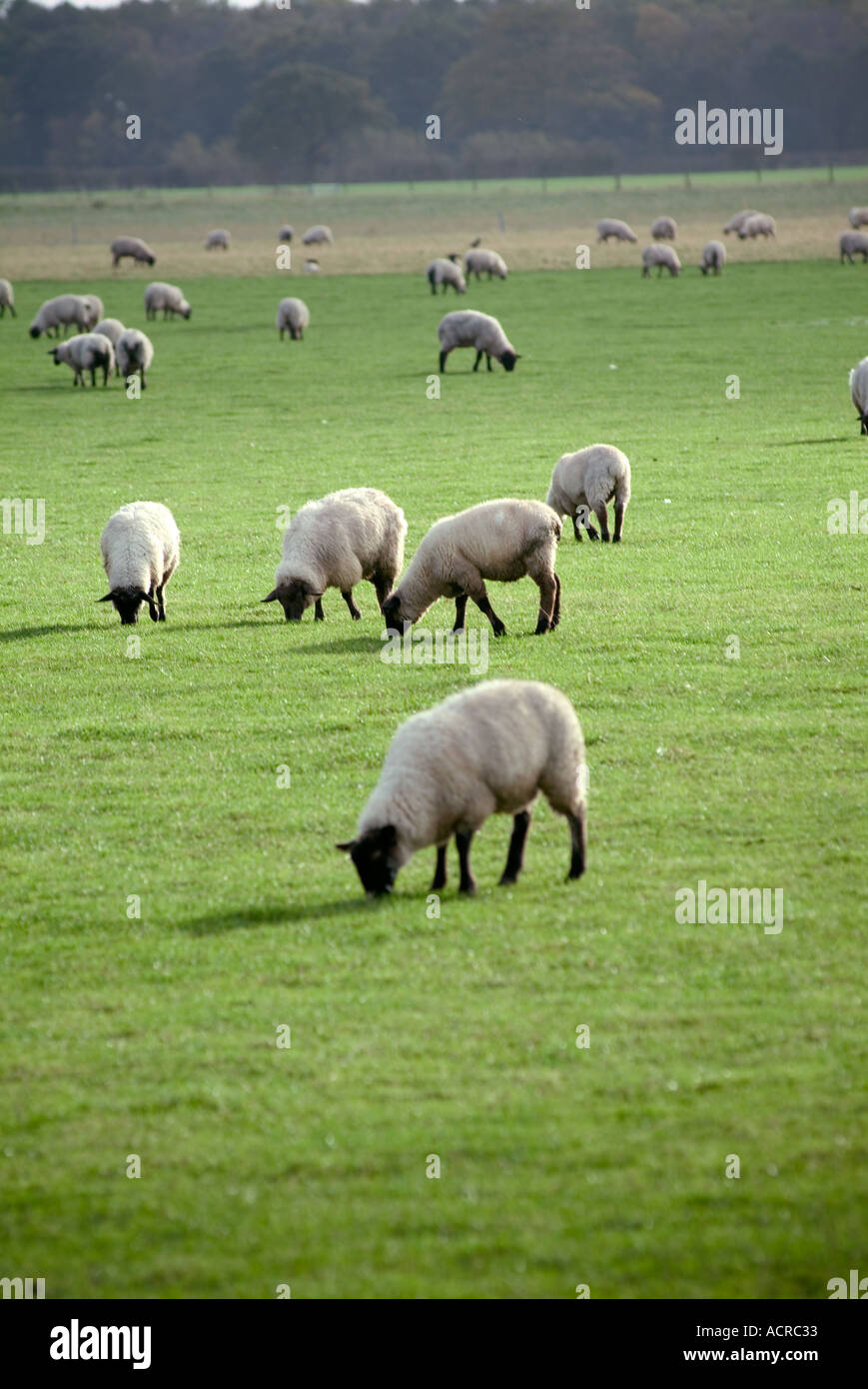 lamb sheep wool farm farming agriculture grow rear bah freerange free ...