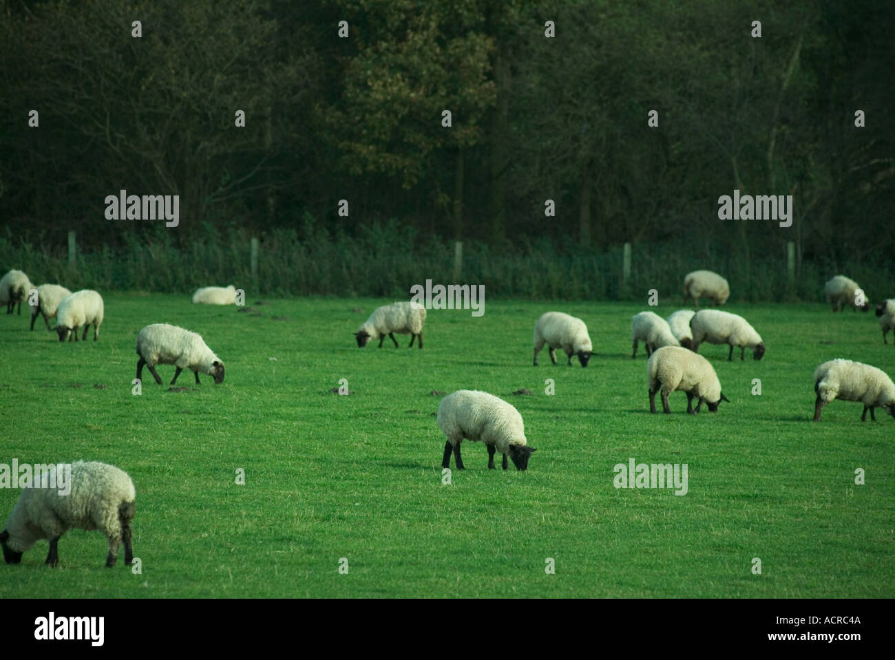 free range farming sheep lamb meat food production field farmer shepard ...