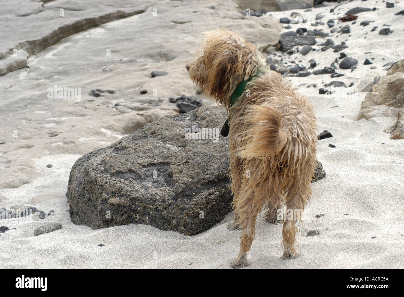 scruffy dog on a beach Stock Photo - Alamy